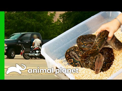 Game Wardens Save A Python During A Buy-And-Bust Operation | Lone Star Law