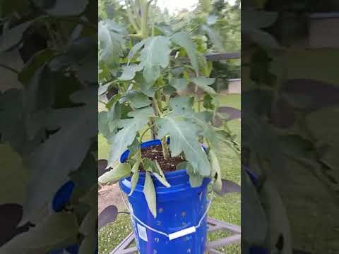tomato growing 5 gallon bucket challenge
