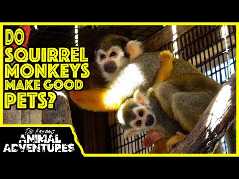 Do SQUIRREL MONKEYS make good PETS?
