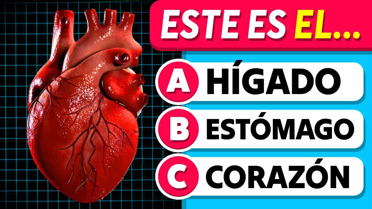 ¿Cuánto sabes del cuerpo humano? 🧍💪 Partes del Cuerpo Humano 🧬 Quiz de Conocimiento General
