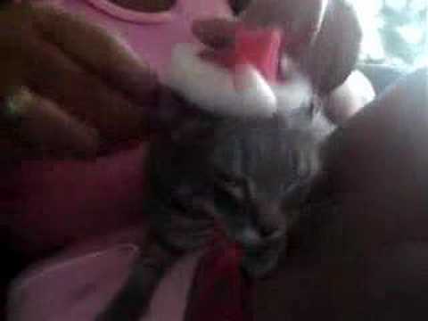 Grumpy Christmas Cat - Gato Rabugento no Natal