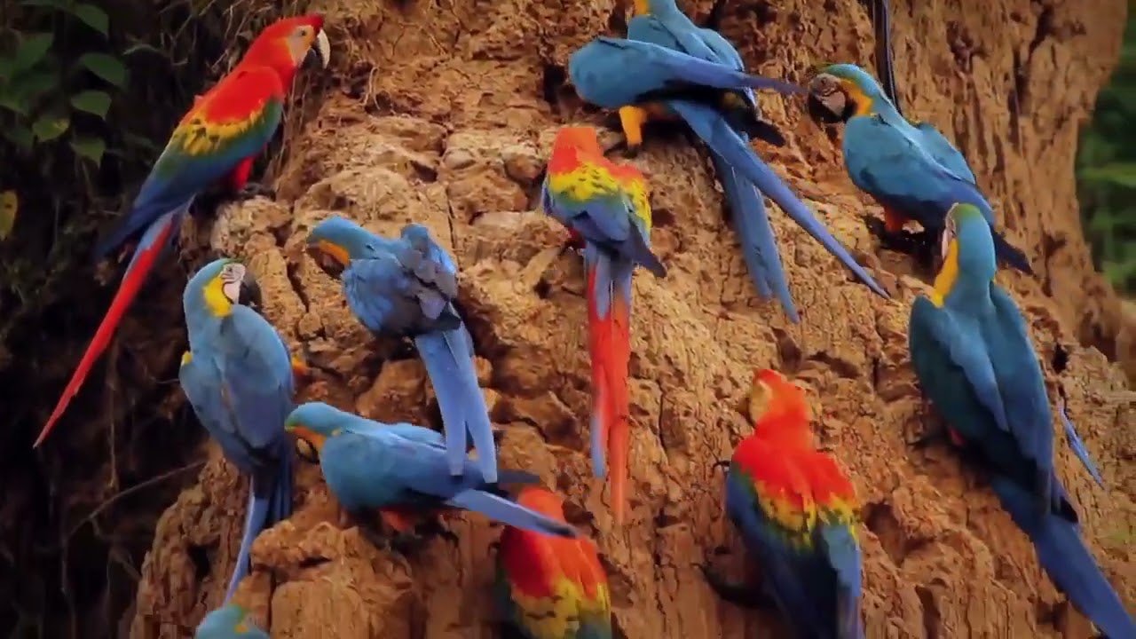 Macaws Documentary or wild Life