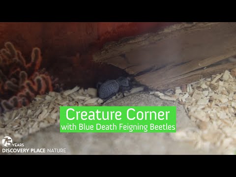 Meet the Blue Death Feigning Beetle