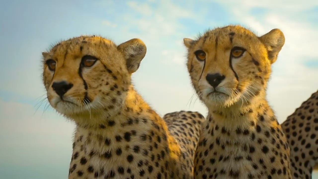 Serengeti III | Discover the secrets of the Serengeti…