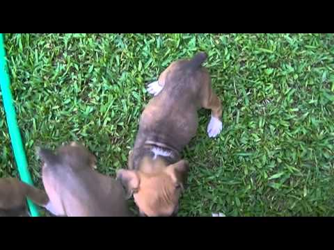 Boxer Puppies for Sale