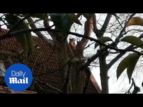 Exclusive neighbourhood fits anti-pigeon SPIKES on trees - Daily Mail