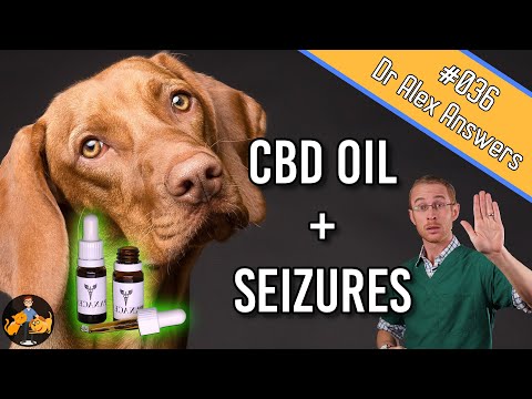CBD Oil and Seizures in Dogs (the best treatment?) - Dog Health Vet Advice
