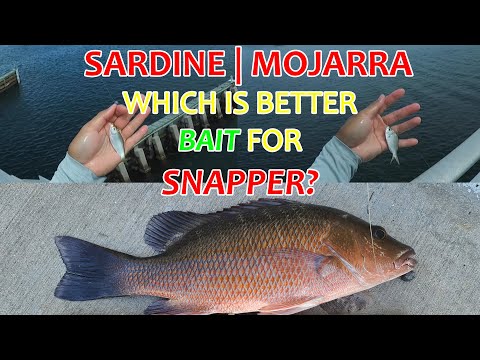 Sardine | Mojarra Baits For Mangrove Snapper - South Florida Saltwater Bridge Fishing