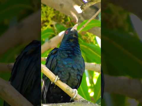 cuckoo bird sound voice awaz koyal ki awaz #cuckoo #voice #sound #awaz #wildlife #nature