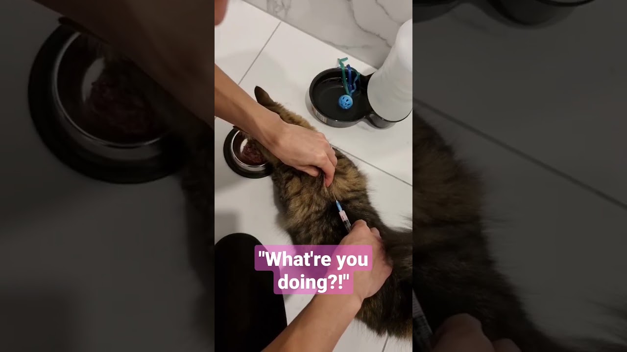 How I vaccinate my cat at home #shorts