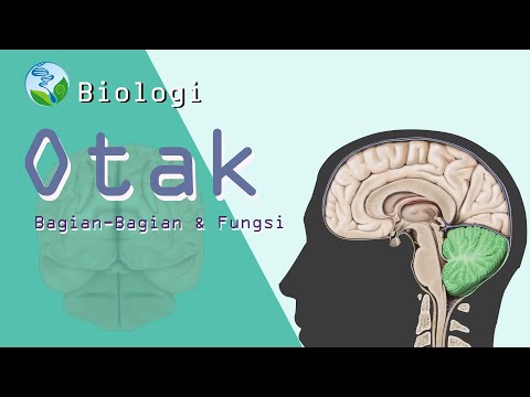 Penjelasan Lengkap Bagian-Bagian Otak dan Fungsinya