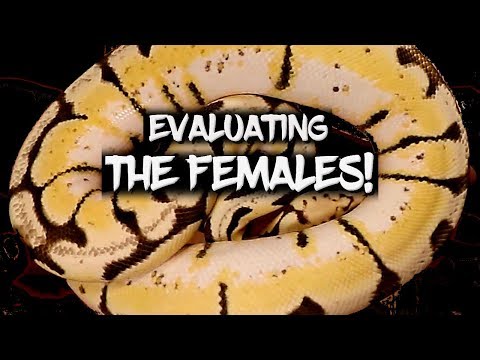 Breeding Season Starts! Evaluating the Female Ball Pythons