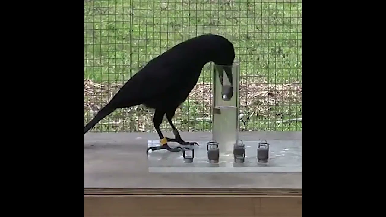 The surprising intelligence of crows demonstrated in an experiment