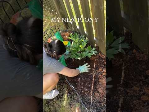 Planting A New Peony | Gardening Projects 👩🏻🌾 | Flower Bed Progress & Garden Tips