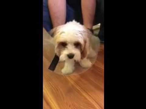 Sad dog, Sarah McLachlan, sheldon,