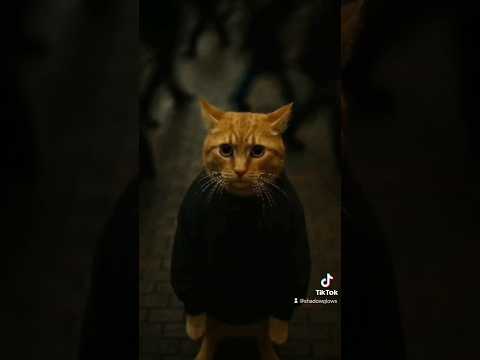 Chatgpt of cat photo editing #ai #chatgpt #cats