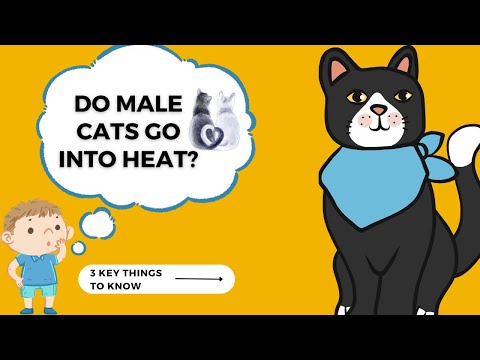 "Do Male Cats Go Into Heat? | The Surprising Truth About Feline Mating Behavior