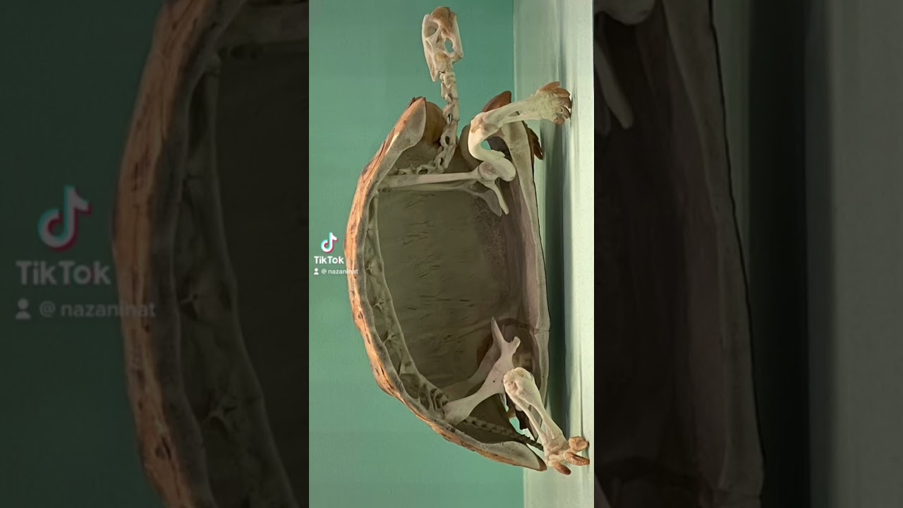 Do you know what the skeleton of a turtle looks like? #animals #turtle #skeleton #nature #reptiles