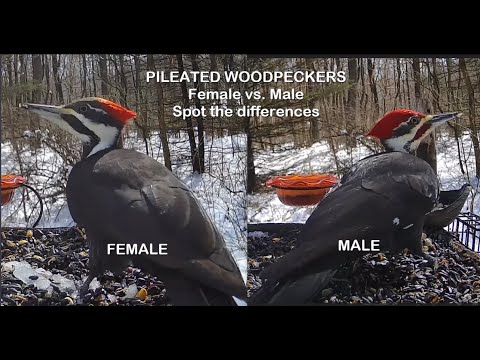 Did you know? Pileated Woodpecker Differences