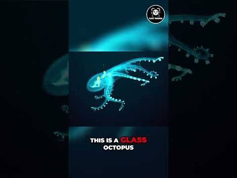 The Peculiar World of Deep-Sea Cephalopods: Glass Octopus and Glass Squid #facts