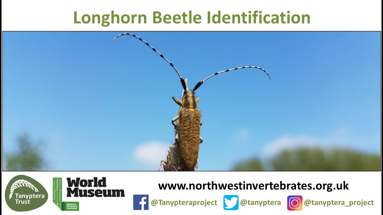 UK Longhorn Beetle Identification