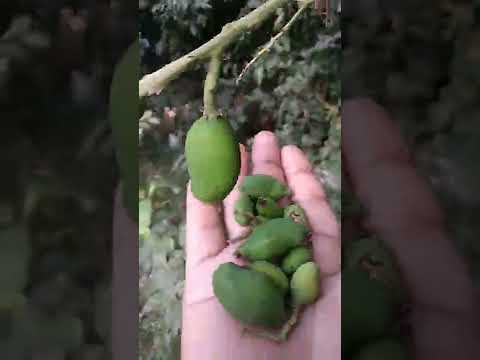 Small Mango🥭Falling🤔Solution#Shorts #mango