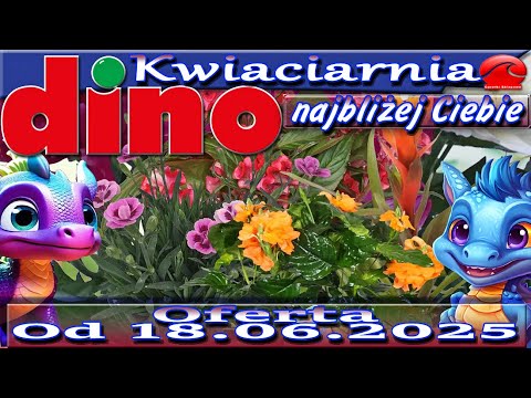 🌼 DINO – Kwiaciarnia Dino Nowa Oferta Od 18.06.2025! Kwiatowe Inspiracje i Tanie Kwiaty! 🌸