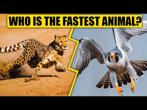 The Fastest Animal On Earth Is Not A Cheetah