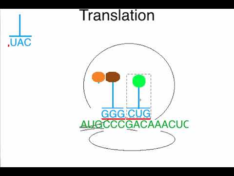 TRANSLATION