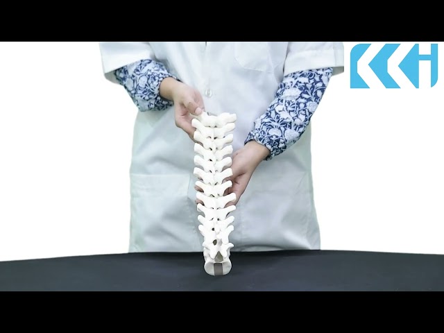 Saw Bones For Workshop - Lumbar Sacrum Bone with Holder Model ...