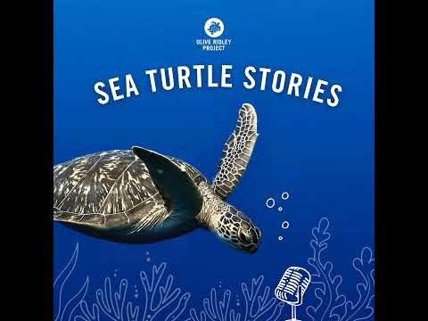 Sea Turtle Stories Trailer