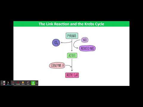 The Link Reaction and the Krebs Cycle