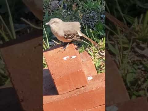 Mockingbirds share Magic & meaning | Nature Spirits