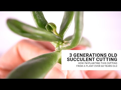 How to plant succulent cuttings and when to expect new roots to grow