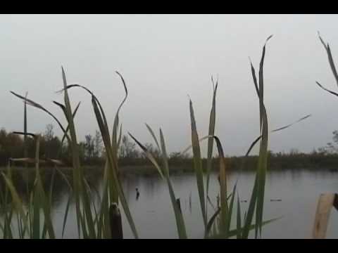 Scotty's Wood Duck (opening week)