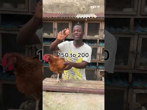 How many eggs a hen can lay in a year #hen #chicken #poultry #poultryfarming