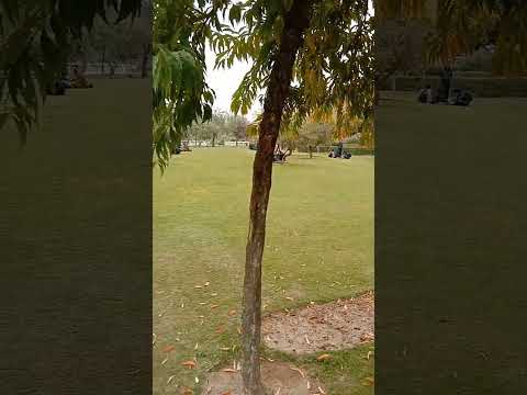 COMSATs Islamabad ground #trending #comsats #comsatsislamabad #comsatsuniversity #hostellife