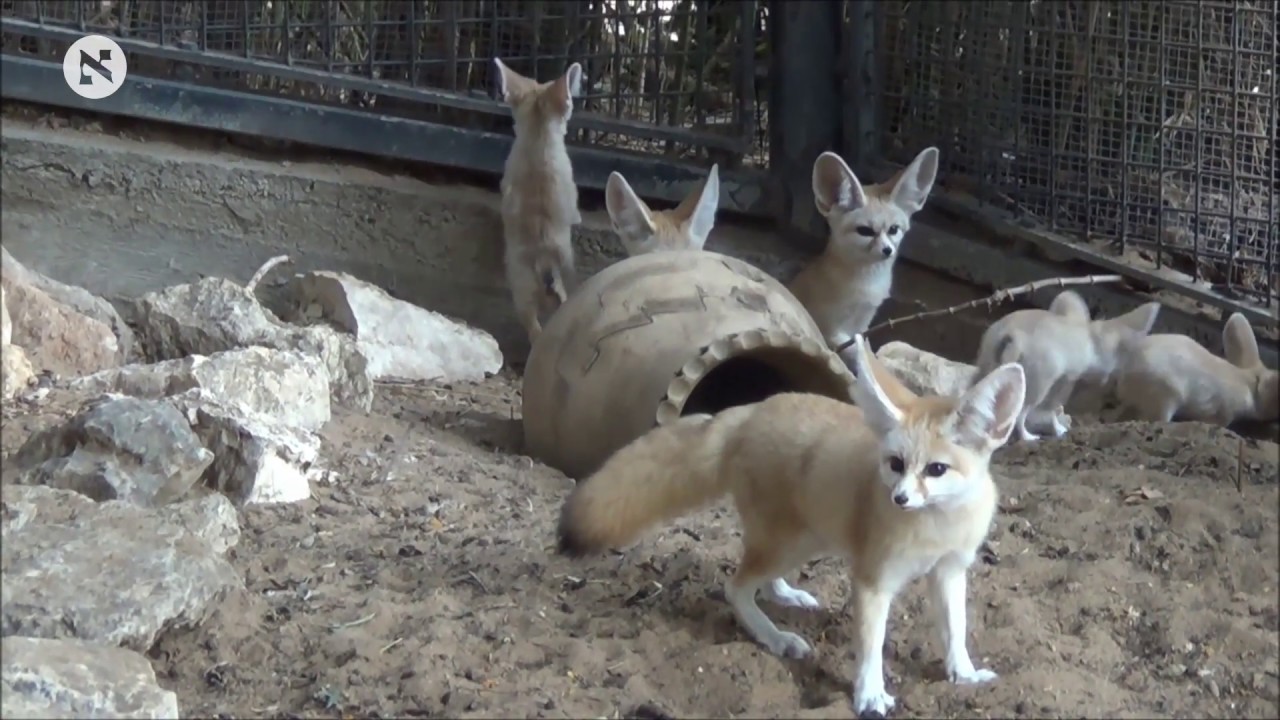 Four fennec fox kits were born at the Ramat Gan Safari Park