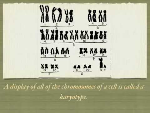what is a chromosome