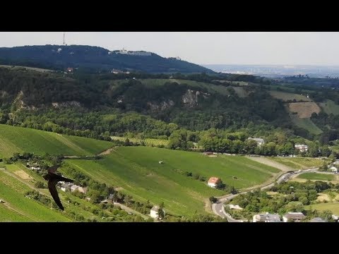 Drohnenflug über Neustift am Walde in 4K