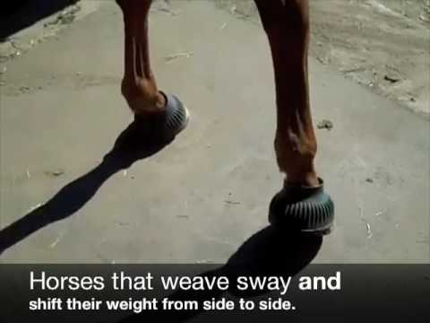 What is Equine Weaving?
