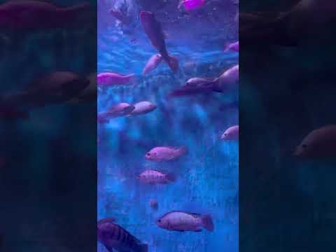 Fish aquarium…