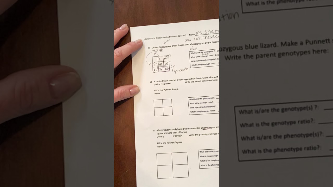 Monohybrid class practice worksheet