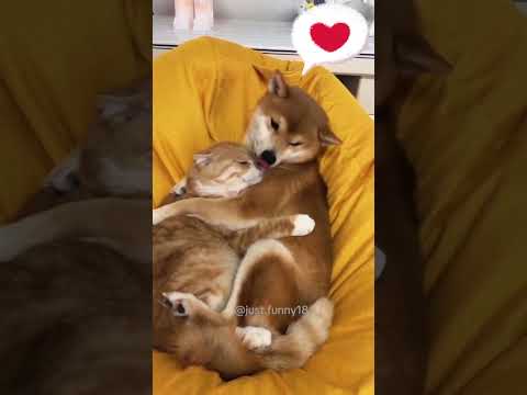 Cats and Dogs are best friends