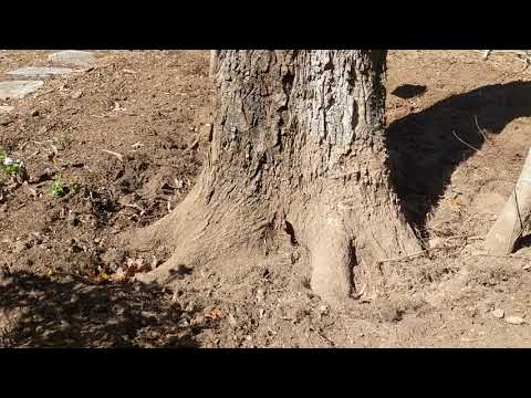 How to Use a Tree Preservation Protocol based on ANSI Standards