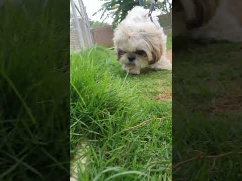 close-up camera with Noah the park explorer !! #shihtzu #puppy #cute #funny #dramatic #UHD #petpark