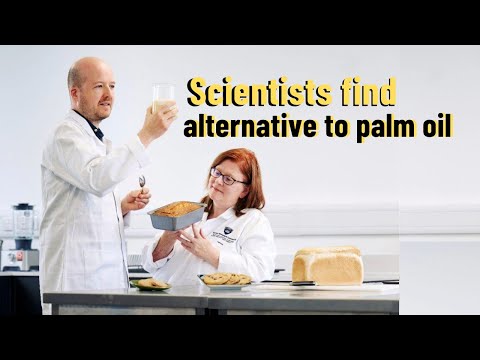 Scientists find alternative to palm oil || Sustainable alternative to palm oil | Palm Oil Substitute