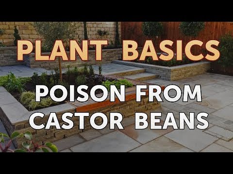 Poison From Castor Beans