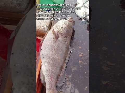 Grouper fish with benefits