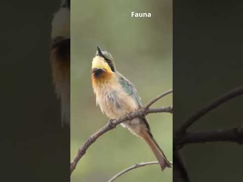 BiomasViralBirds AmazingBirds WildlifeShhorts NatureLovers BirdWatching IncredibleNatureShortsFunn